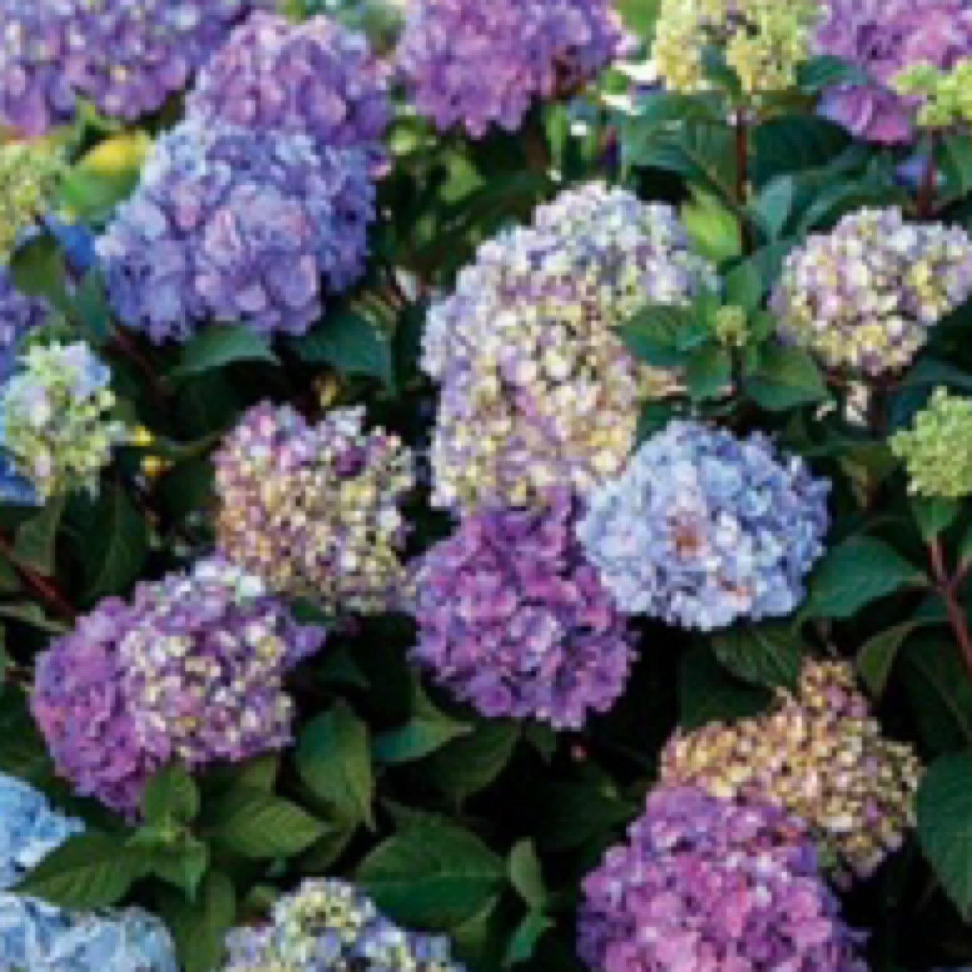 Hydrangea macrophylla ‘Endless Summer’ ‘Summer Crush’ | Tollgate Gardens